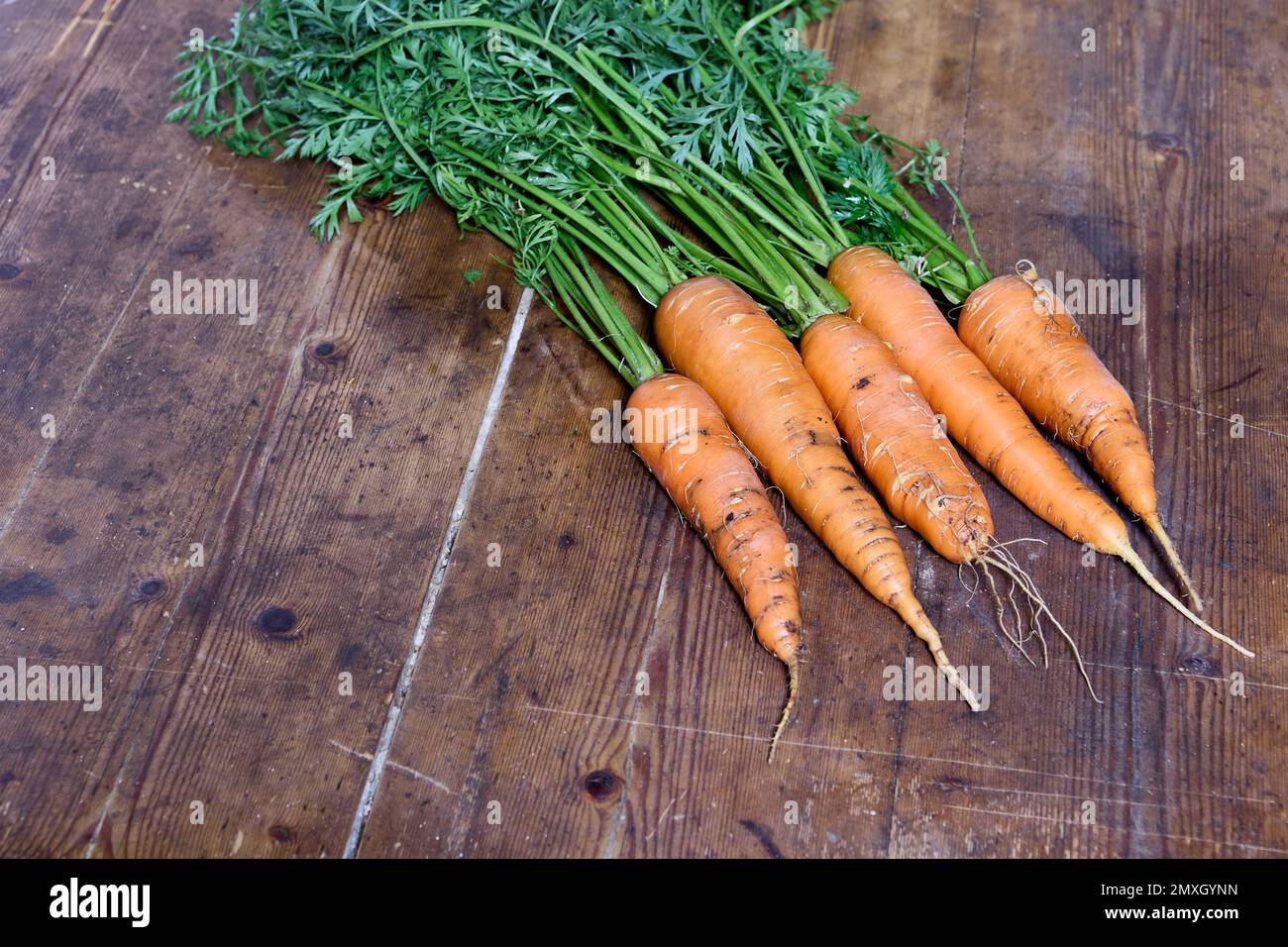 Fresh carrots with green top lie on farmers table Stock Photo - Alamy