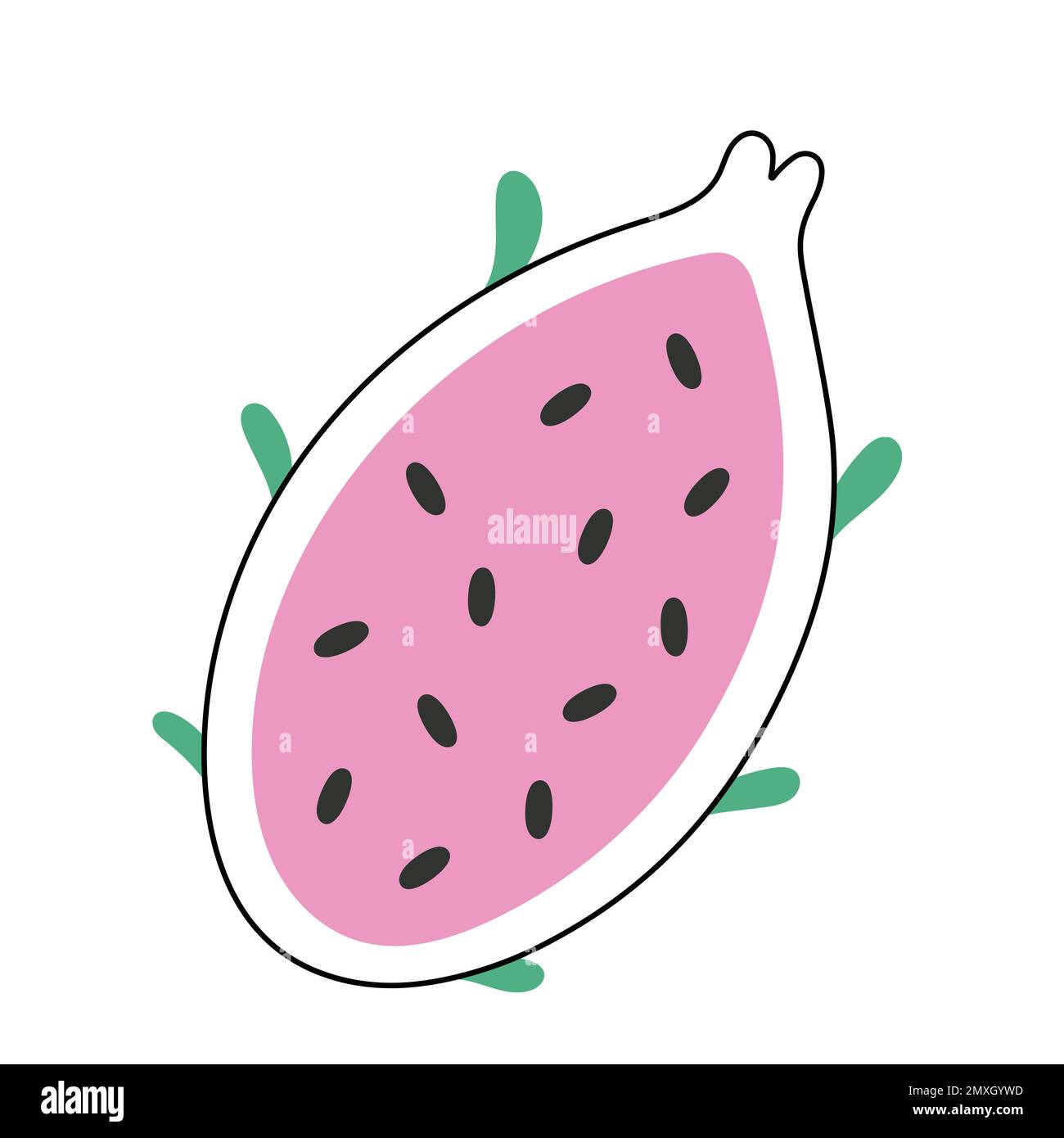 Dragon fruit, Pitaya illustration isolated on white background Stock ...