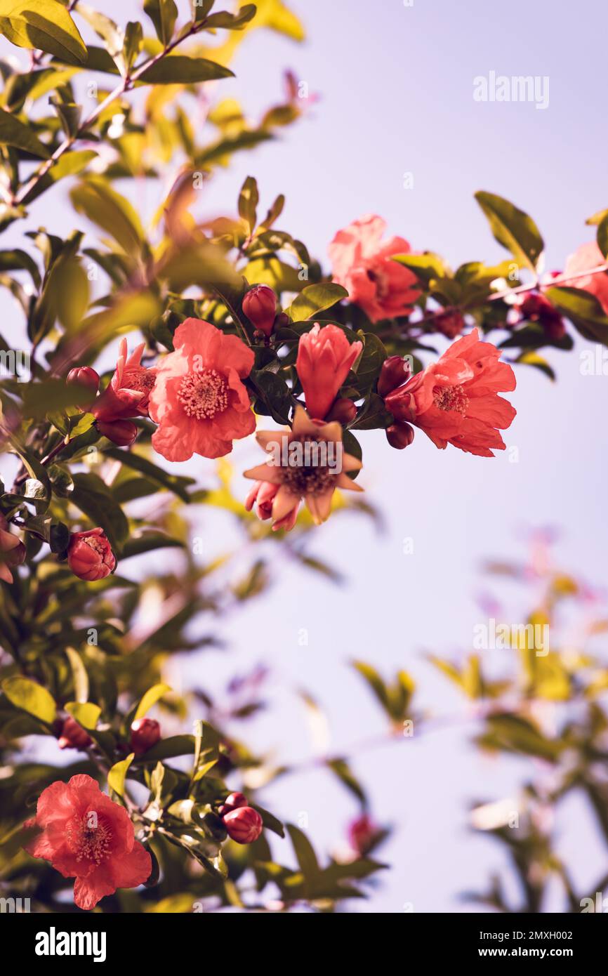 Asian naturalism hi-res stock photography and images - Alamy