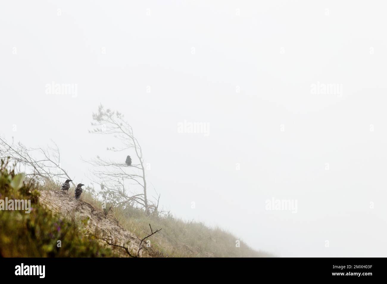 A close-up shot of black crows sitting on tree branches with a foggy ...