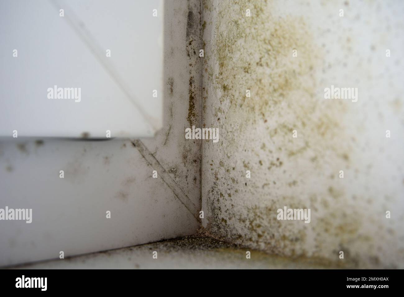Mold around the plastic window due to high moisture Stock Photo - Alamy
