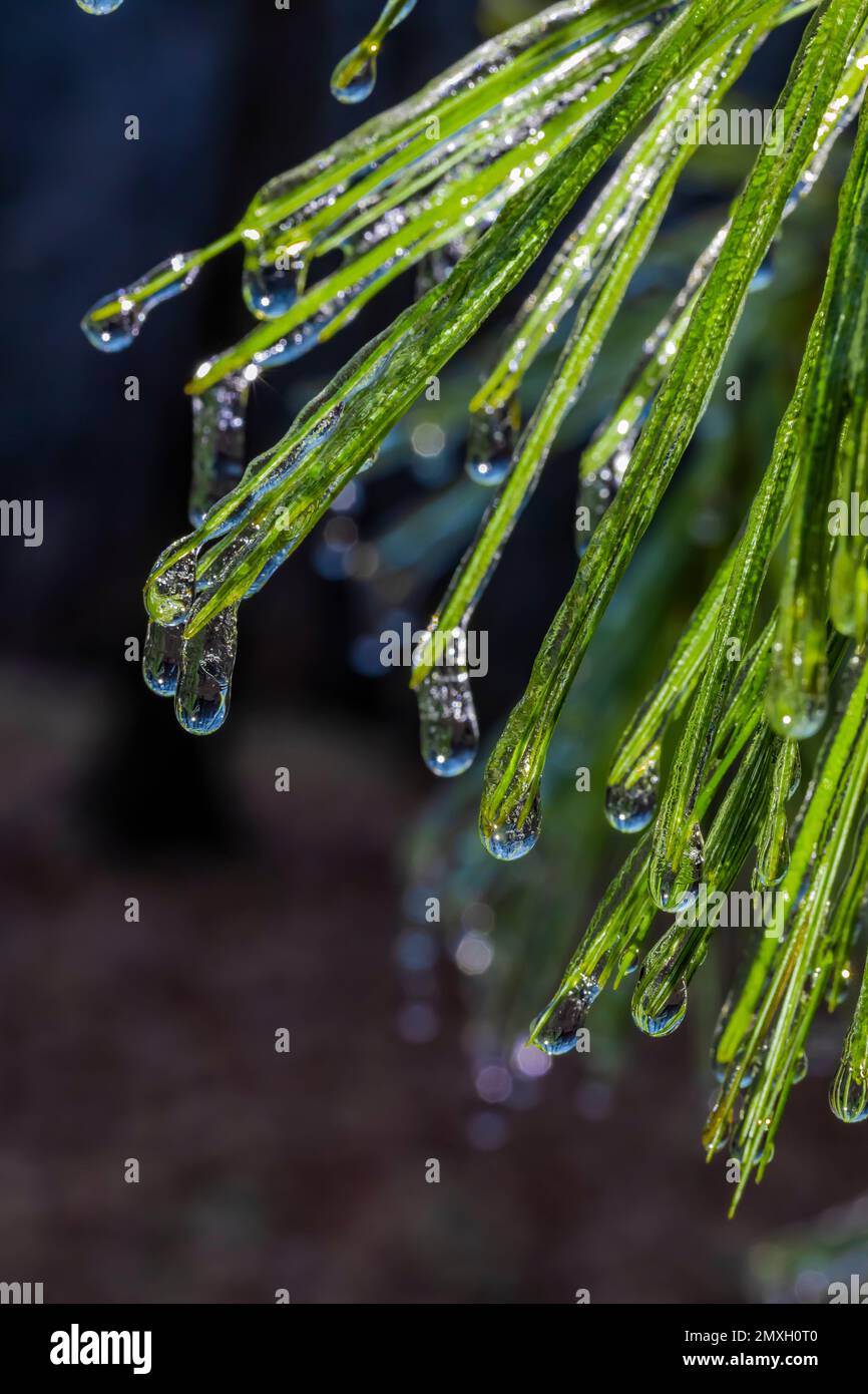 Eastern White Pine, Pinus strobus, needles coated with ice after a ...