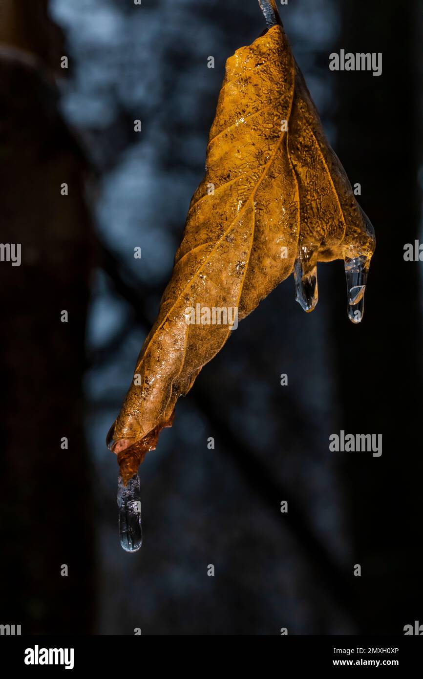 Northern Red Oak, Quercus rubra, after freezing rain in Central ...