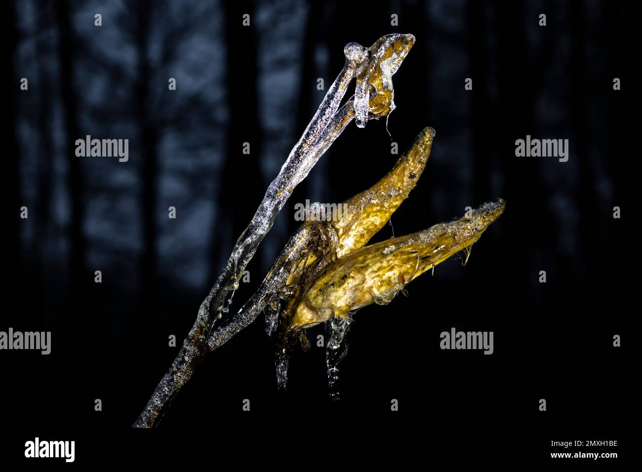 Milkweed, Asclepias sp., pod coated with ice from and ice storm in ...