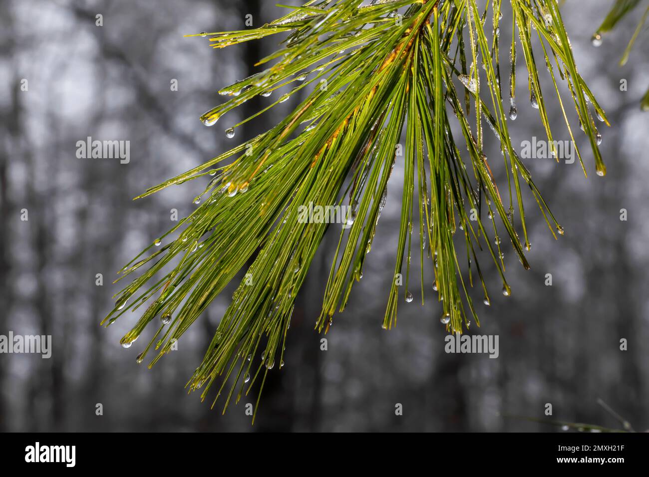 Eastern White Pine, Pinus strobus, needles coated with ice after a ...