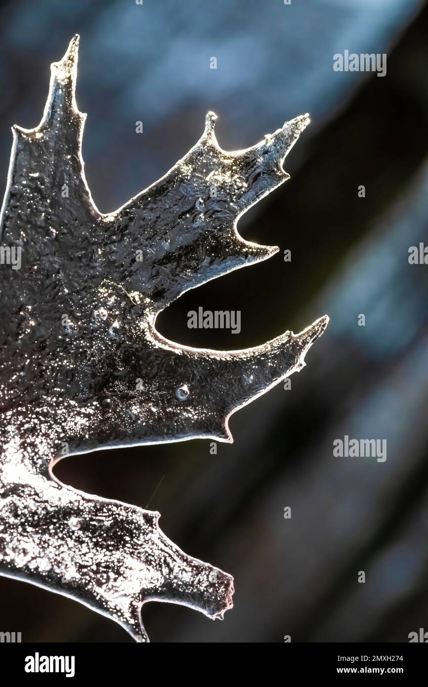 Northern Red Oak, Quercus rubra, leaf casting after freezing rain in ...