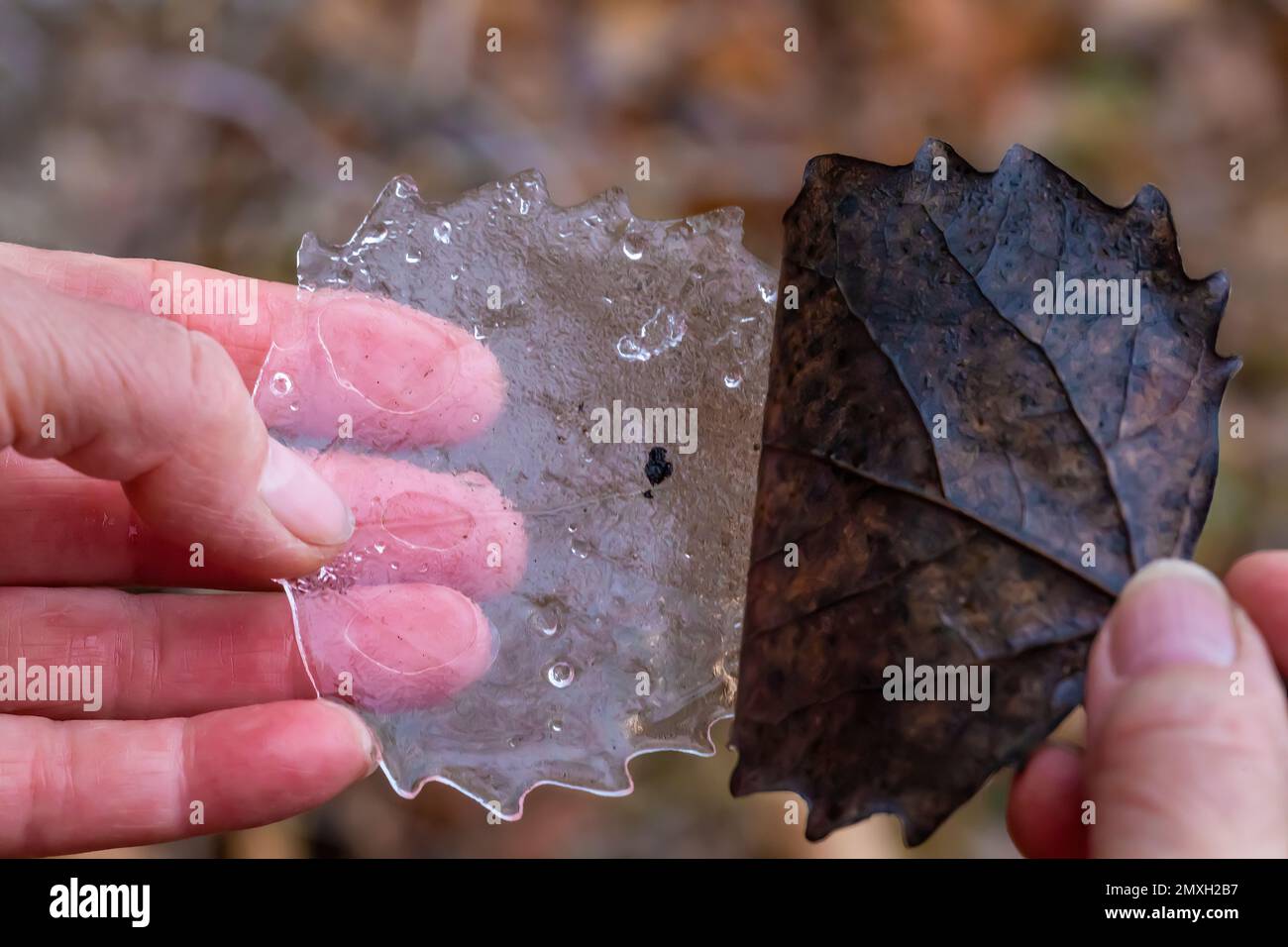 Bigtooth Aspen, Populus grandidentata, leaf casting after freezing rain ...