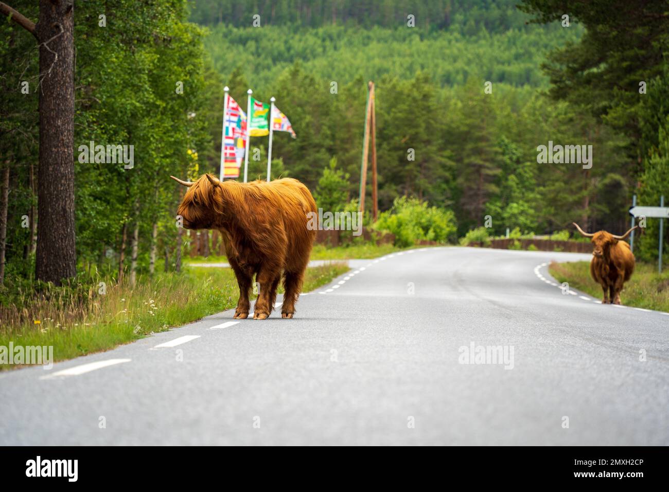 A highland cow standing on road surrounded by dense trees Stock Photo ...