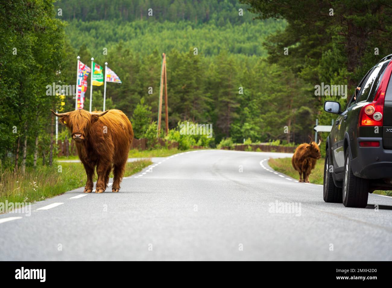 A highland cow standing on road surrounded by dense trees Stock Photo ...