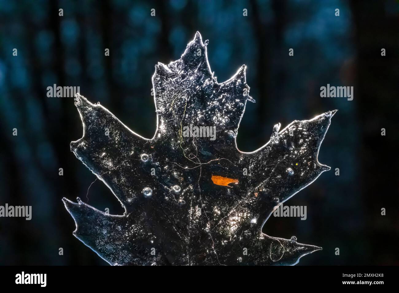 Northern Red Oak, Quercus rubra, leaf casting after freezing rain in ...