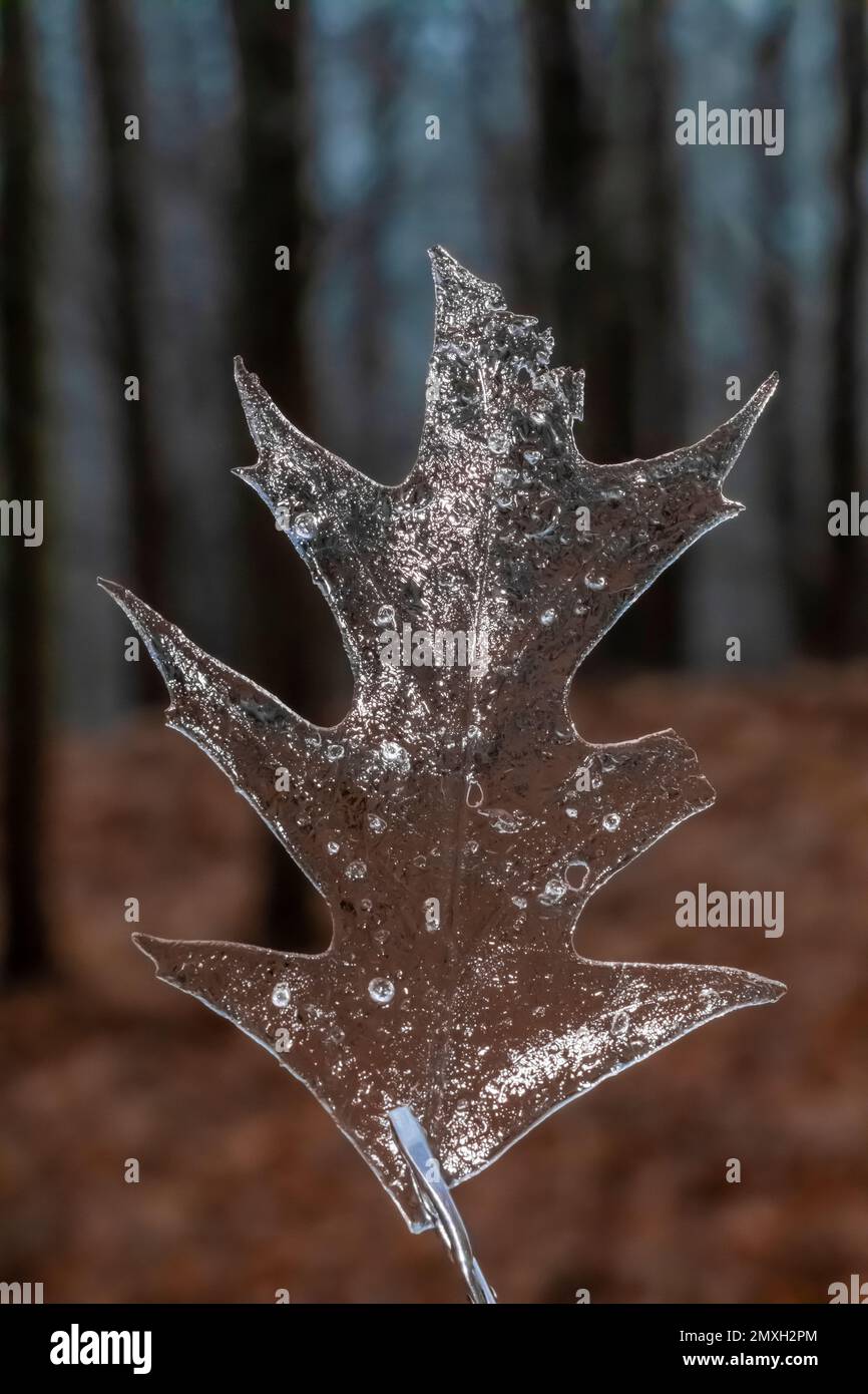 Northern Red Oak, Quercus rubra, leaf casting after freezing rain in ...