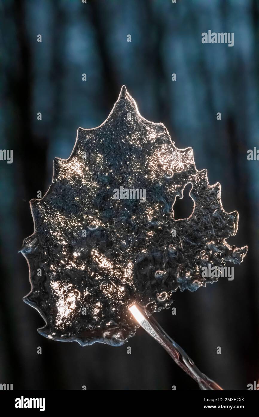 Bigtooth Aspen, Populus grandidentata, leaf casting after freezing rain ...