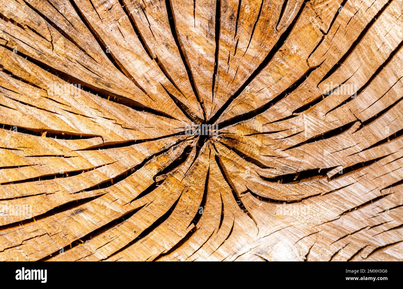 Cut tree trunk with circular cuts. Orange winter colors. Many veins ...