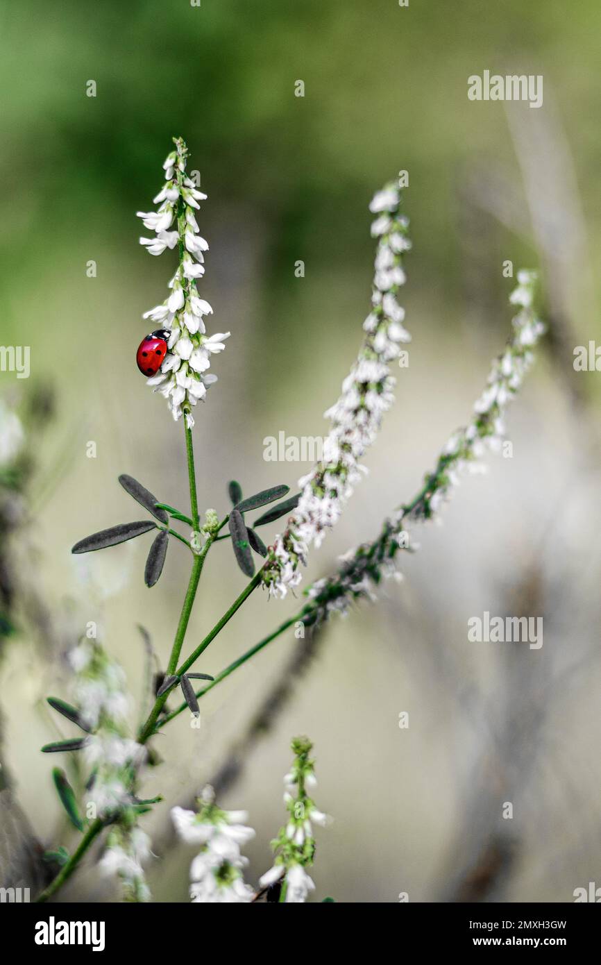 A wild plants with a red ladybug on the stem Stock Photo - Alamy