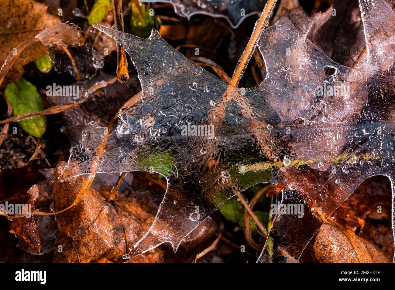 Northern Red Oak, Quercus rubra, leaf casting after freezing rain in ...