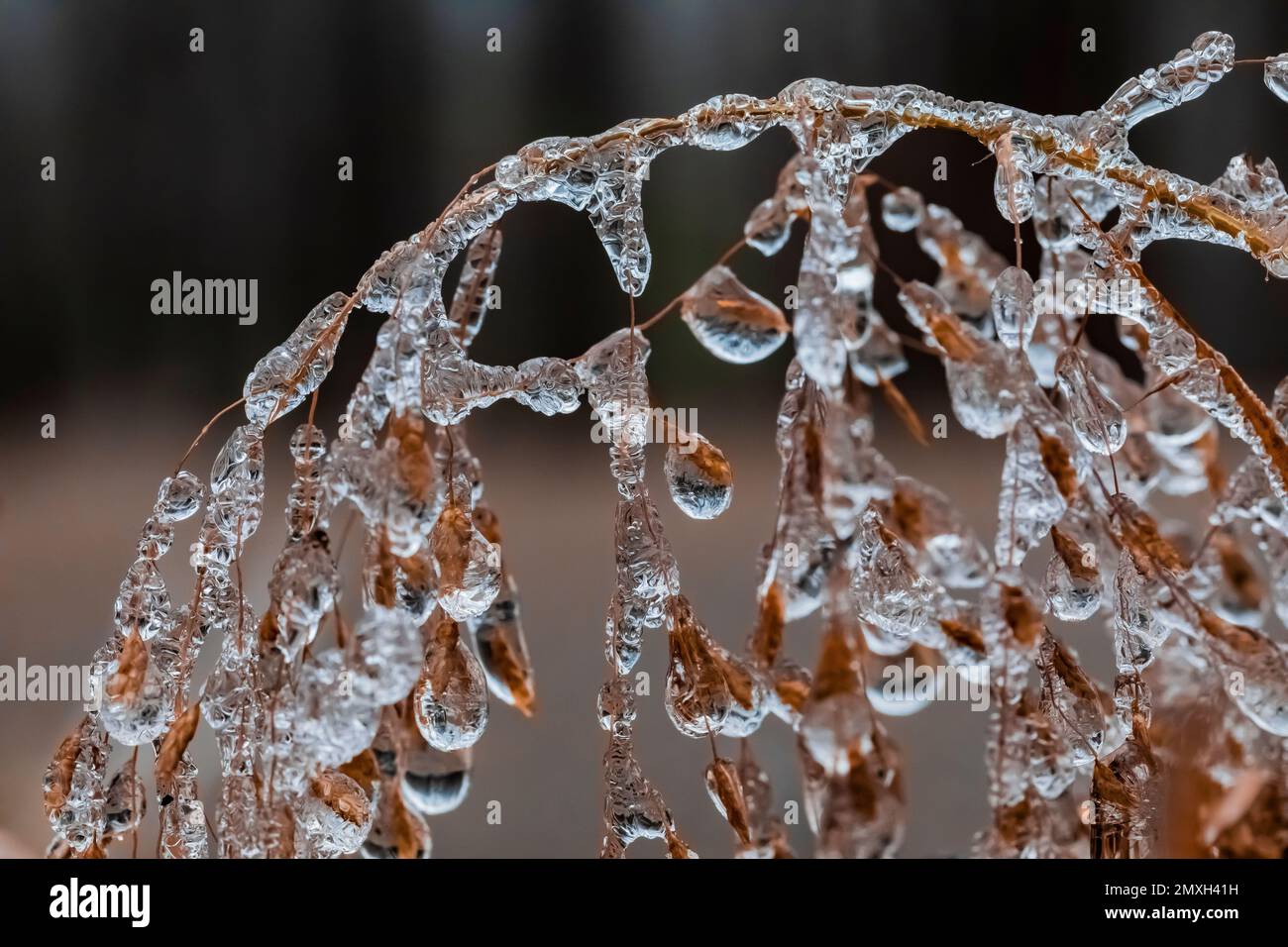 Ice-coated plants after a freezing rain in Central Michigan, USA Stock ...
