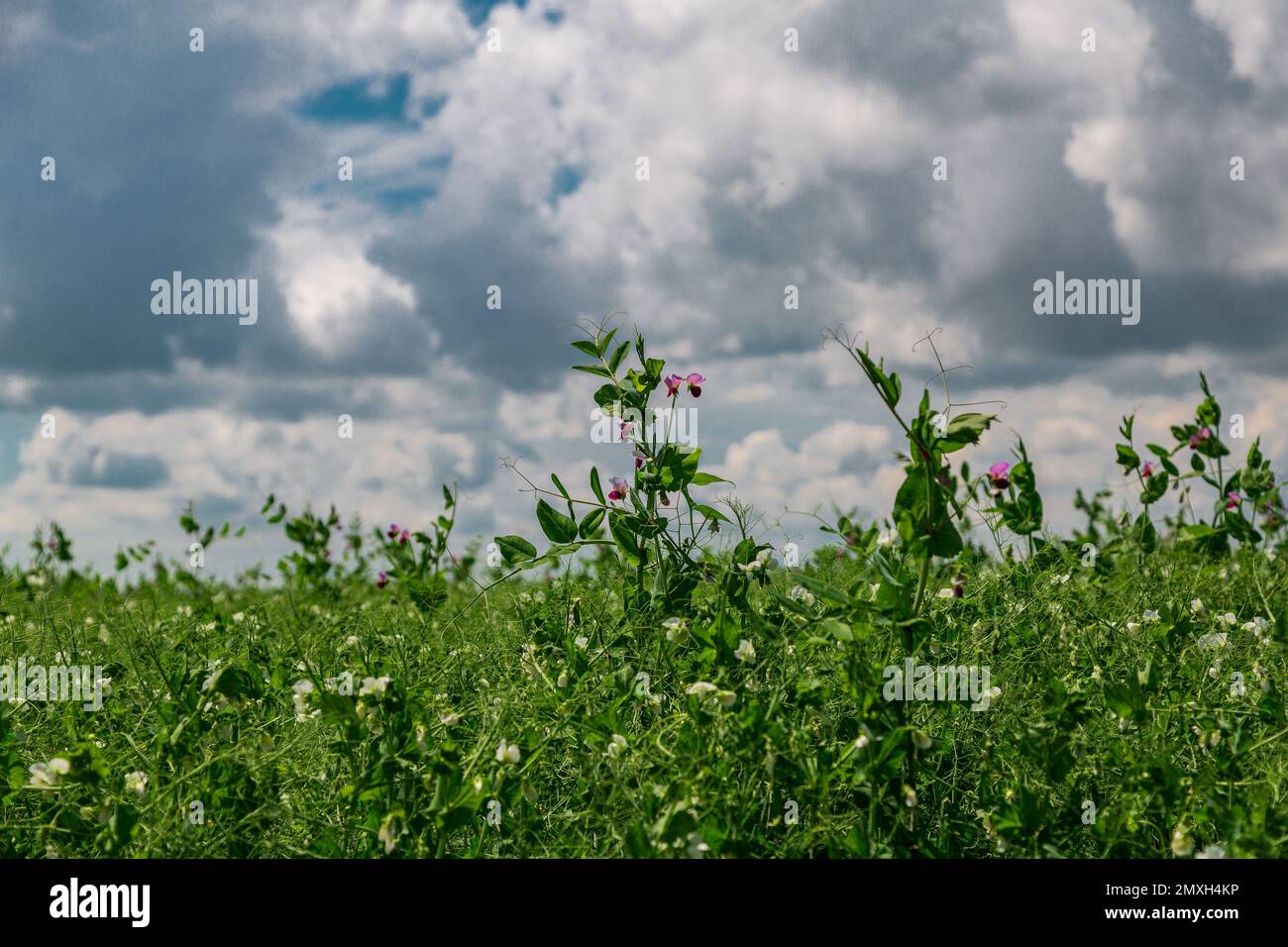 pea plants during flowering with white petals, an agricultural field ...