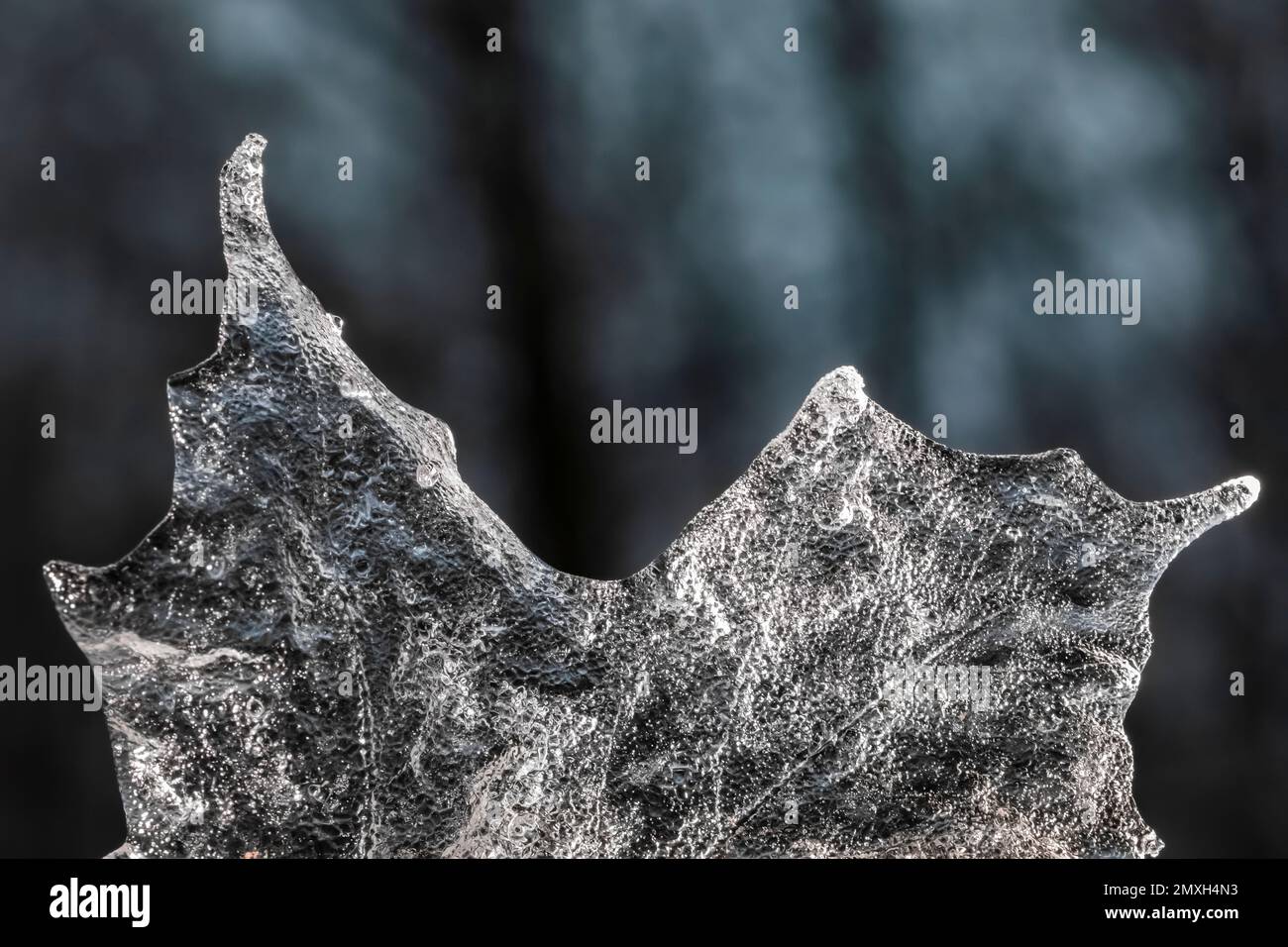 Sugar Maple, Acer saccharin, ice casting of leaf made in freezing rain ...