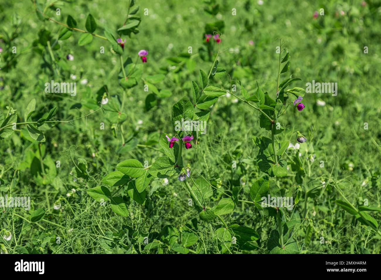 pea plants during flowering with white petals, an agricultural field ...