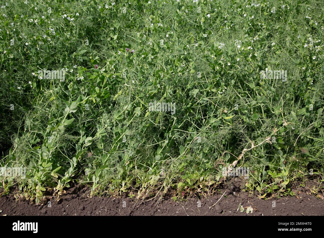 pea plants during flowering with white petals, an agricultural field ...