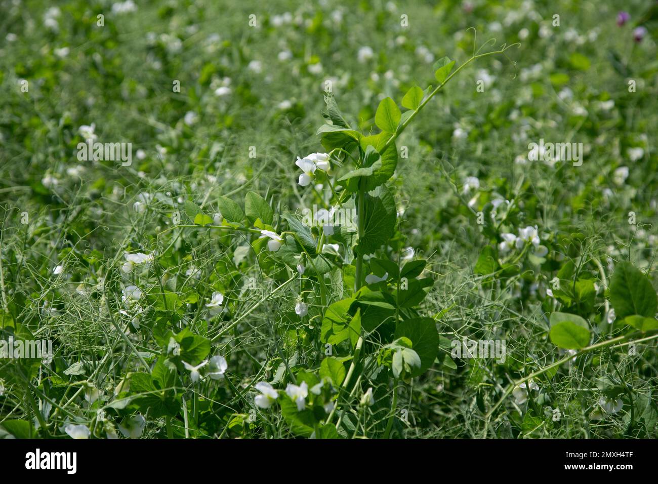 pea plants during flowering with white petals, an agricultural field ...