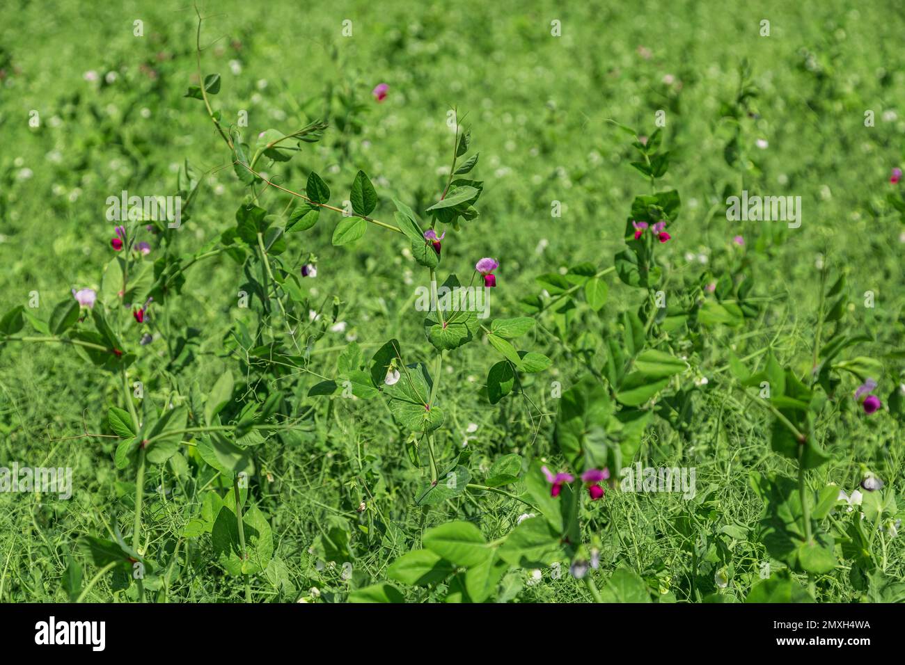 pea plants during flowering with white petals, an agricultural field ...