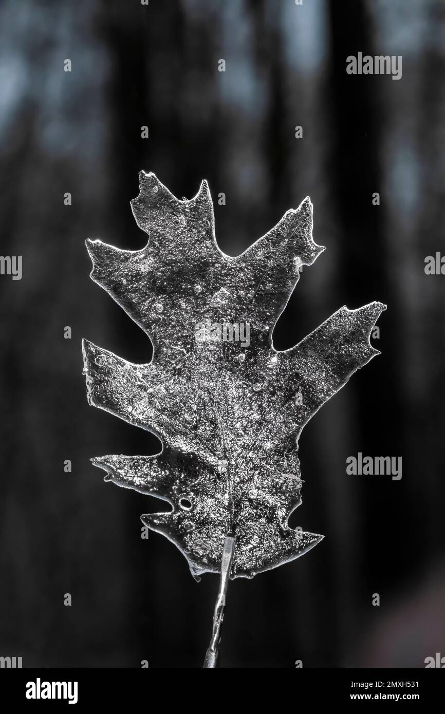 Northern Red Oak, Quercus rubra, leaf casting after freezing rain in ...