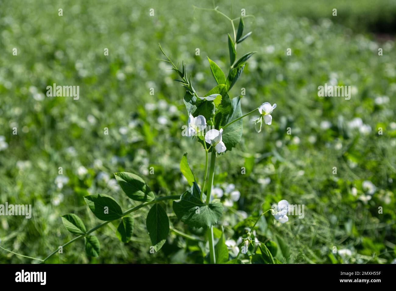 pea plants during flowering with white petals, an agricultural field ...