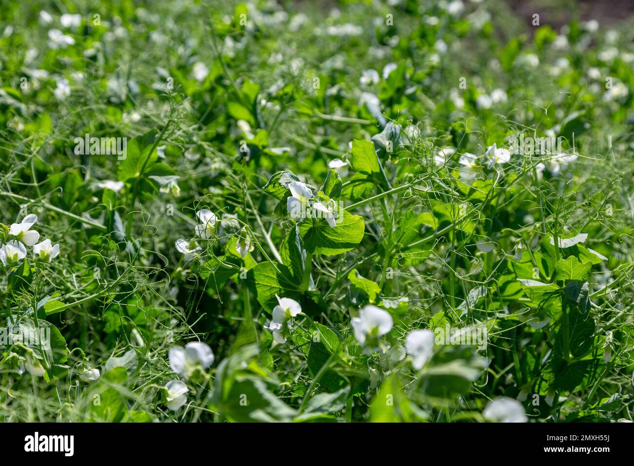 pea plants during flowering with white petals, an agricultural field ...