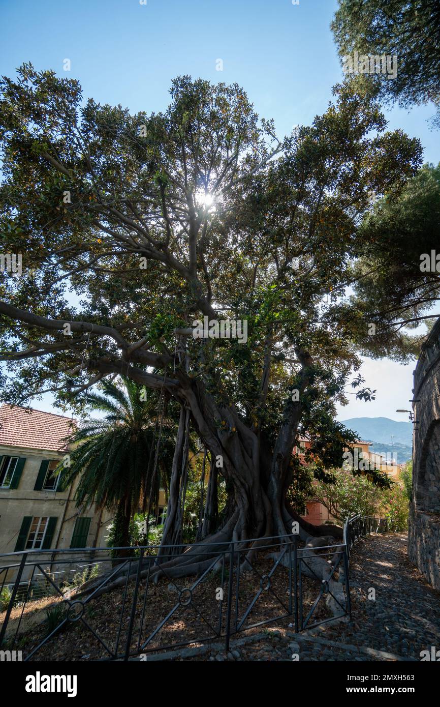 A vertical shot of the bright sun shining behind giant ficus tree with ...
