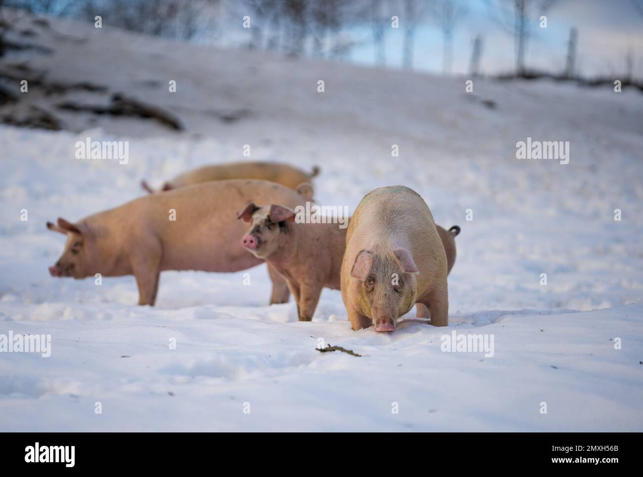 An aerial view of pigs in snow covered field Stock Photo - Alamy