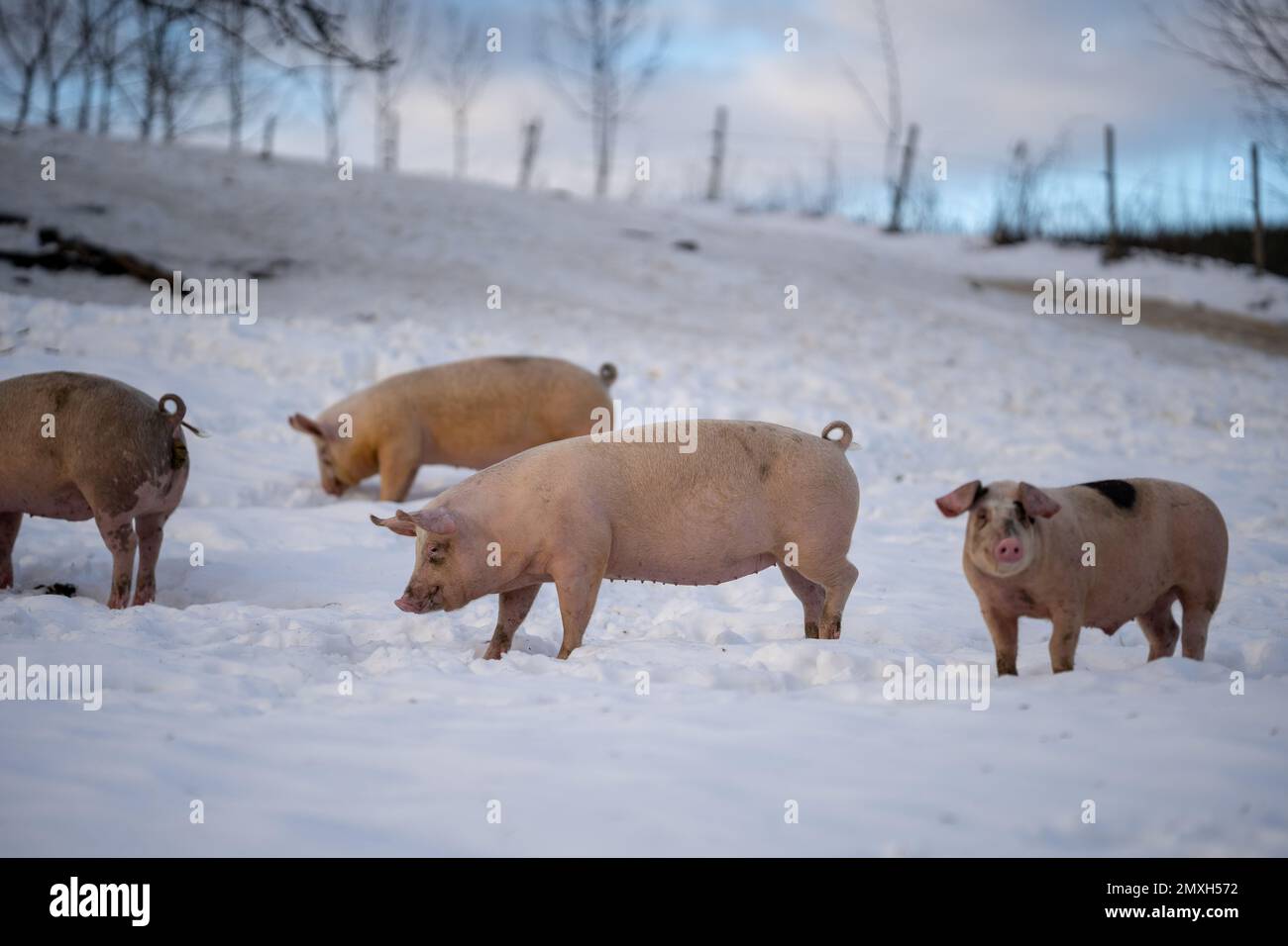 An aerial view of pigs in snow covered field Stock Photo - Alamy