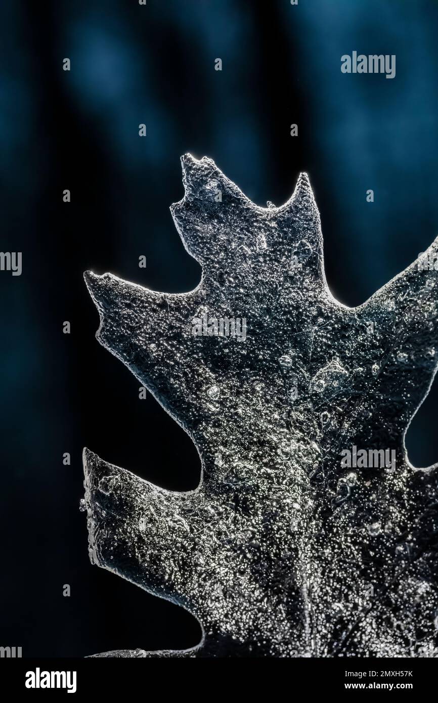 Northern Red Oak, Quercus rubra, leaf casting after freezing rain in ...