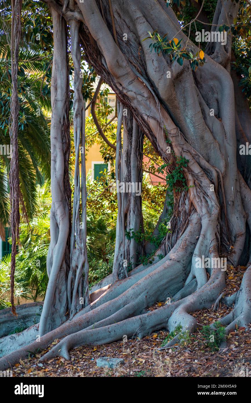 A vertical shot of Ficus macrophylla, commonly known as the Moreton Bay ...