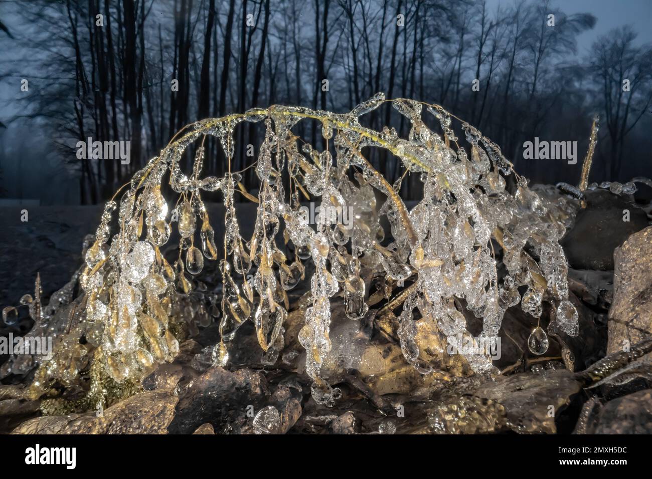 Ice-coated plants after a freezing rain in Central Michigan, USA Stock ...