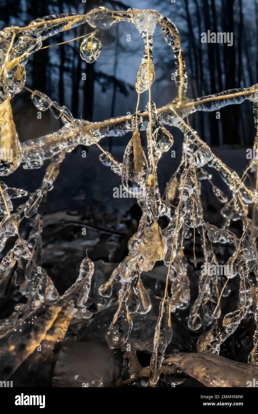 Ice-coated plants after a freezing rain in Central Michigan, USA Stock ...