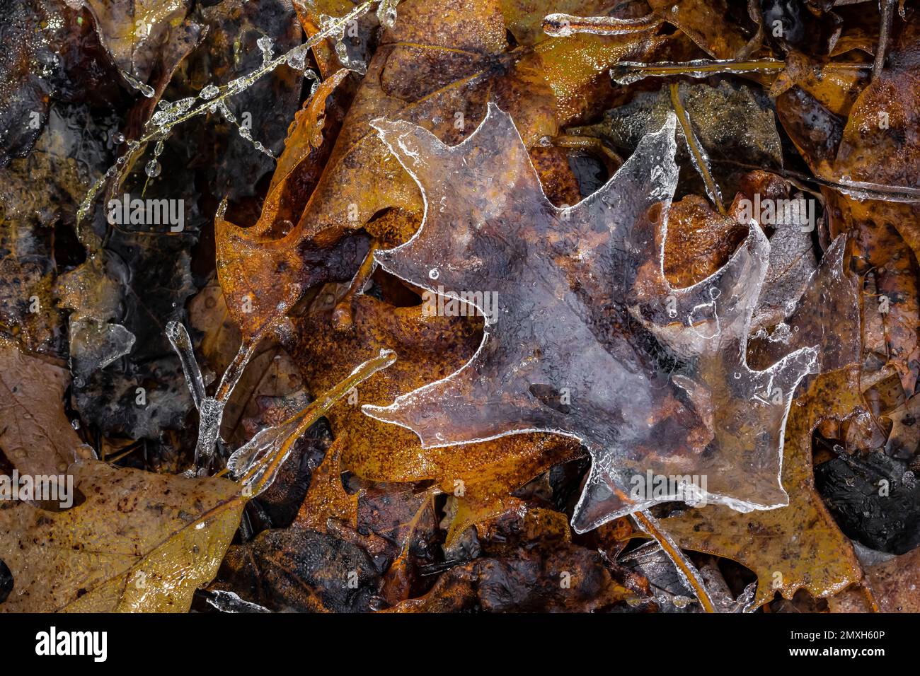 Northern Red Oak, Quercus rubra, leaf casting after freezing rain in ...