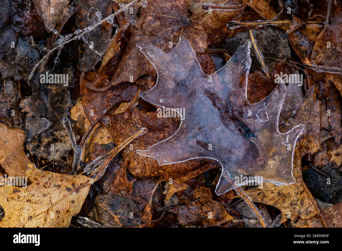 Northern Red Oak, Quercus rubra, leaf casting after freezing rain in ...