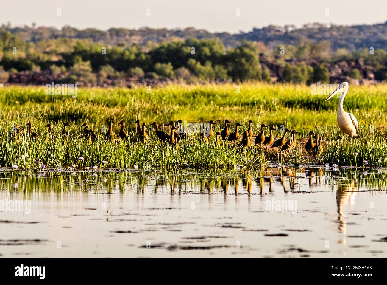 A pelican watches as a group of geese walk single file to water, West ...