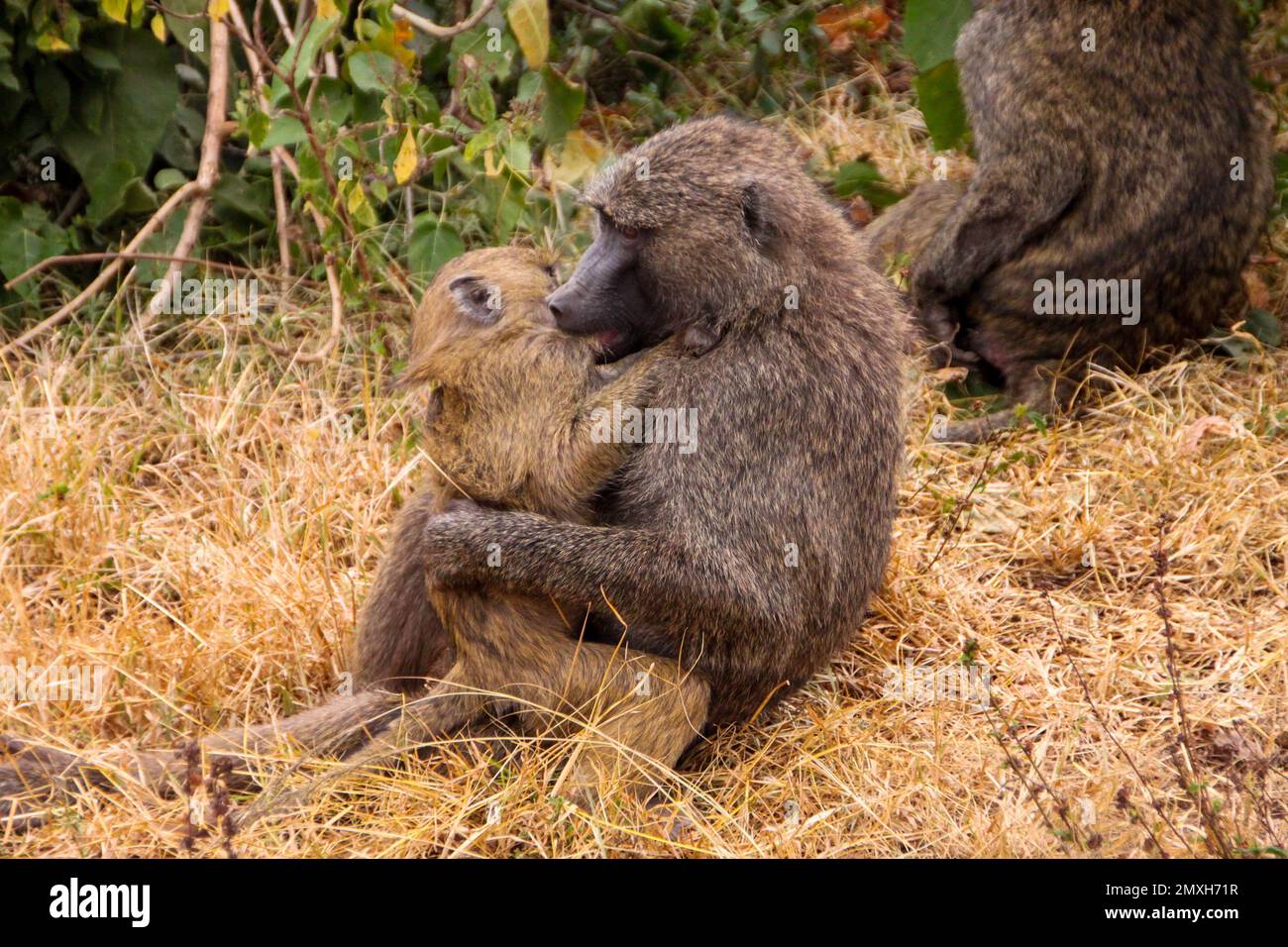 A closeup of a baboon with its baby on the grass Stock Photo - Alamy