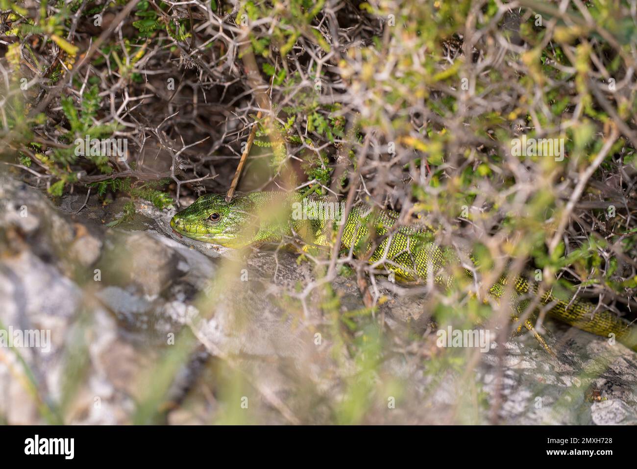 Balkan Green Lizard (Lacerta trilineata) male warming-up on a rock in ...