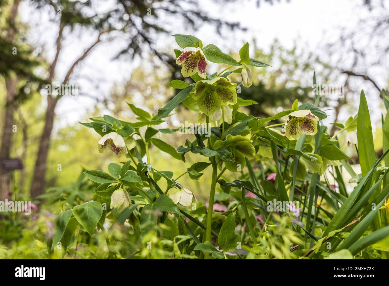 Helleborus orientalis Ballard hybrids Yellow Spotted flower Stock Photo ...