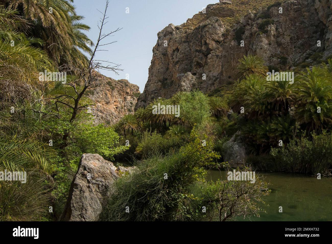 Cretan Palm (Phoenix theophrasti) group in a gorge with a small creek ...