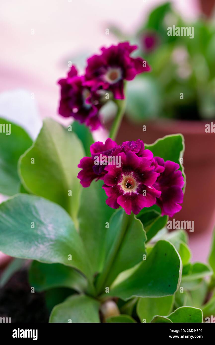 Spring flowers. Blooming red primrose or primula piano fire flowers in ...