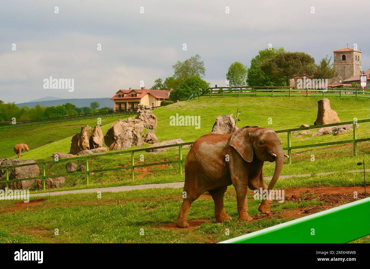 African elephants Elephas africana Cabarceno Natural Park Penagos ...