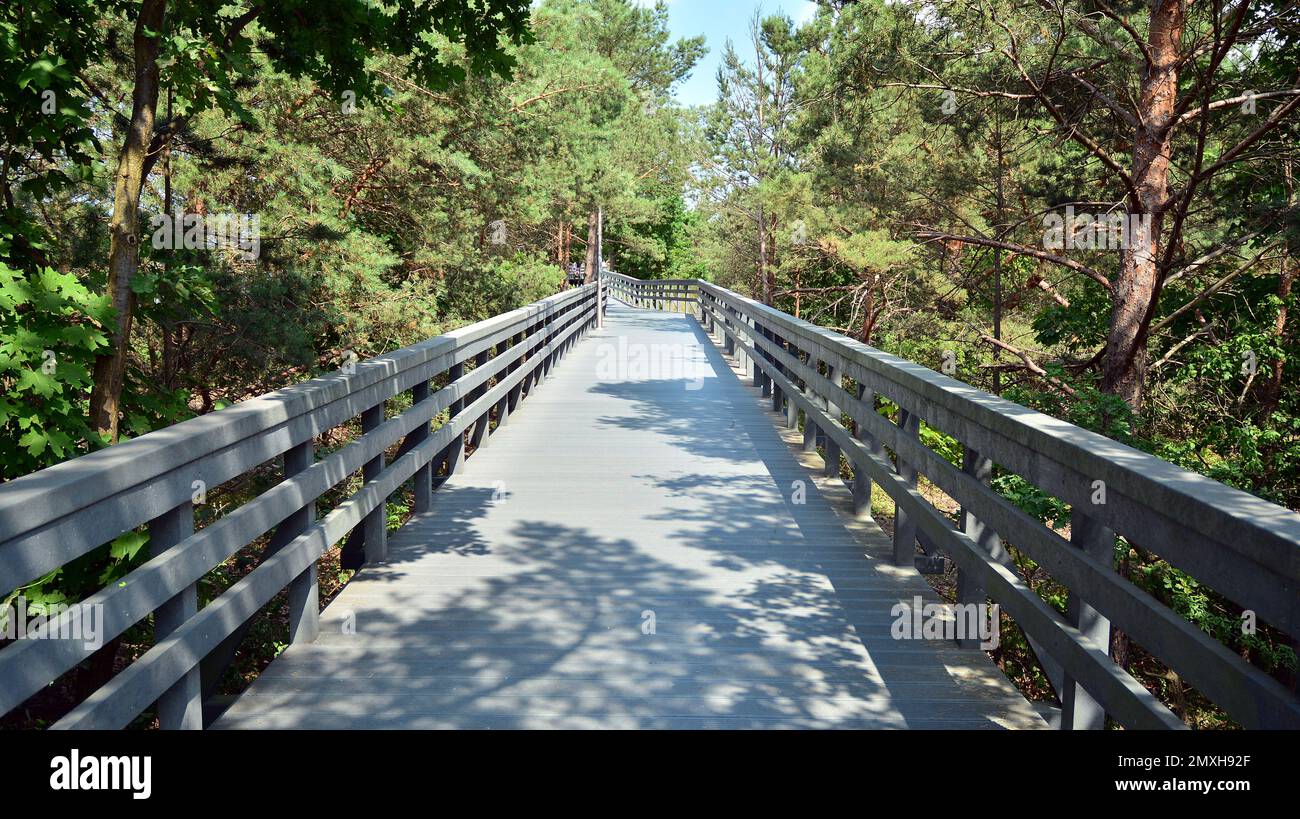 Wooden promenade among the greens growing on the dunes Stock Photo - Alamy