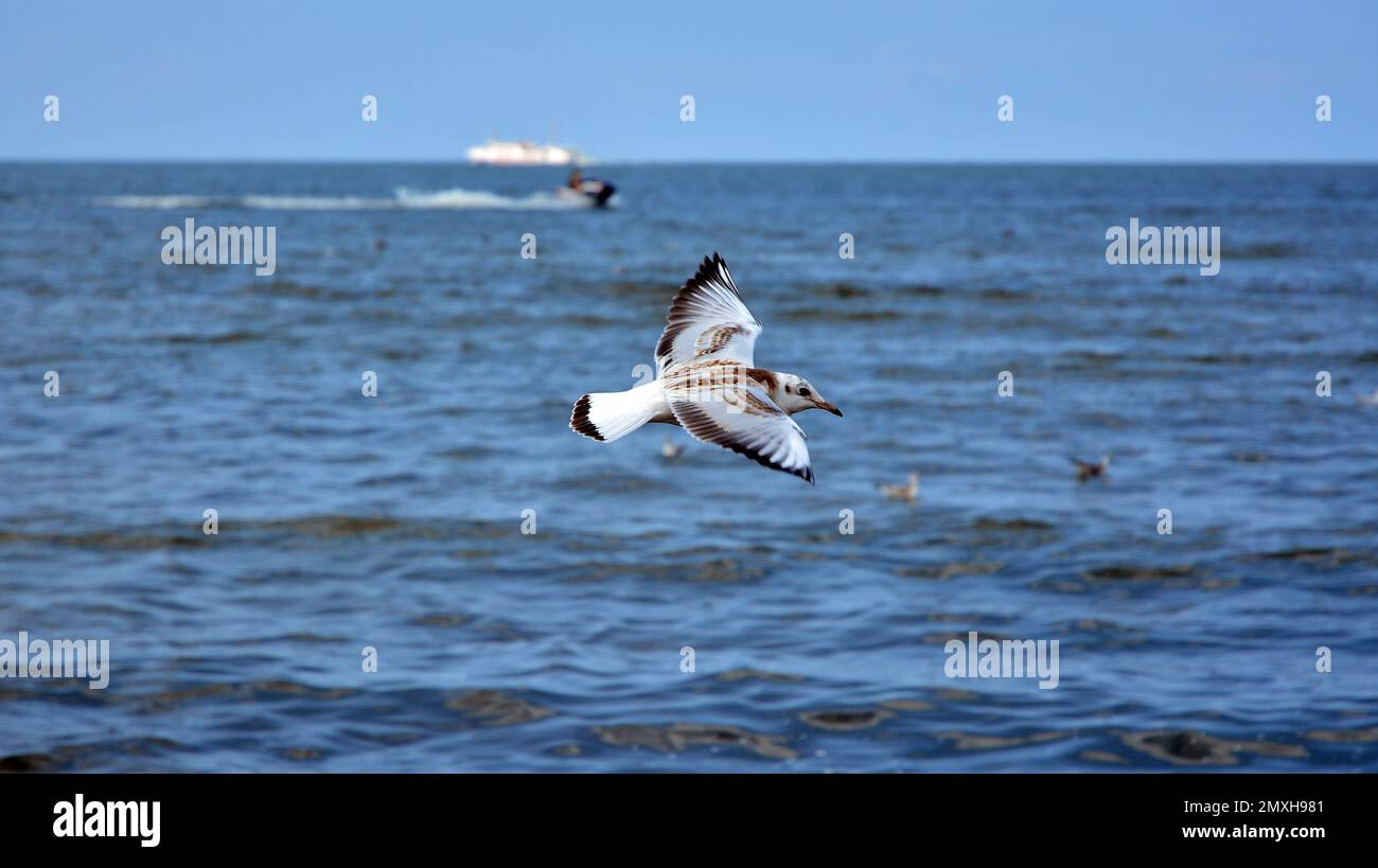 Beautiful beach with white sand, blue sea water and blue sky in sunny ...