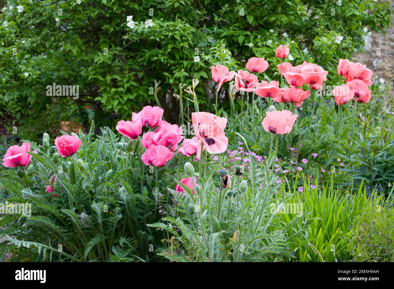Pink poppies, poppy plants growing in a UK garden flowerbed Stock Photo ...