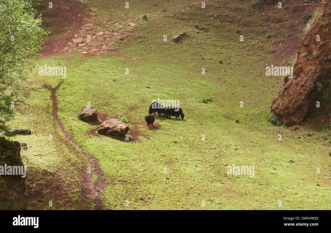 Bison enclosure hi-res stock photography and images - Alamy