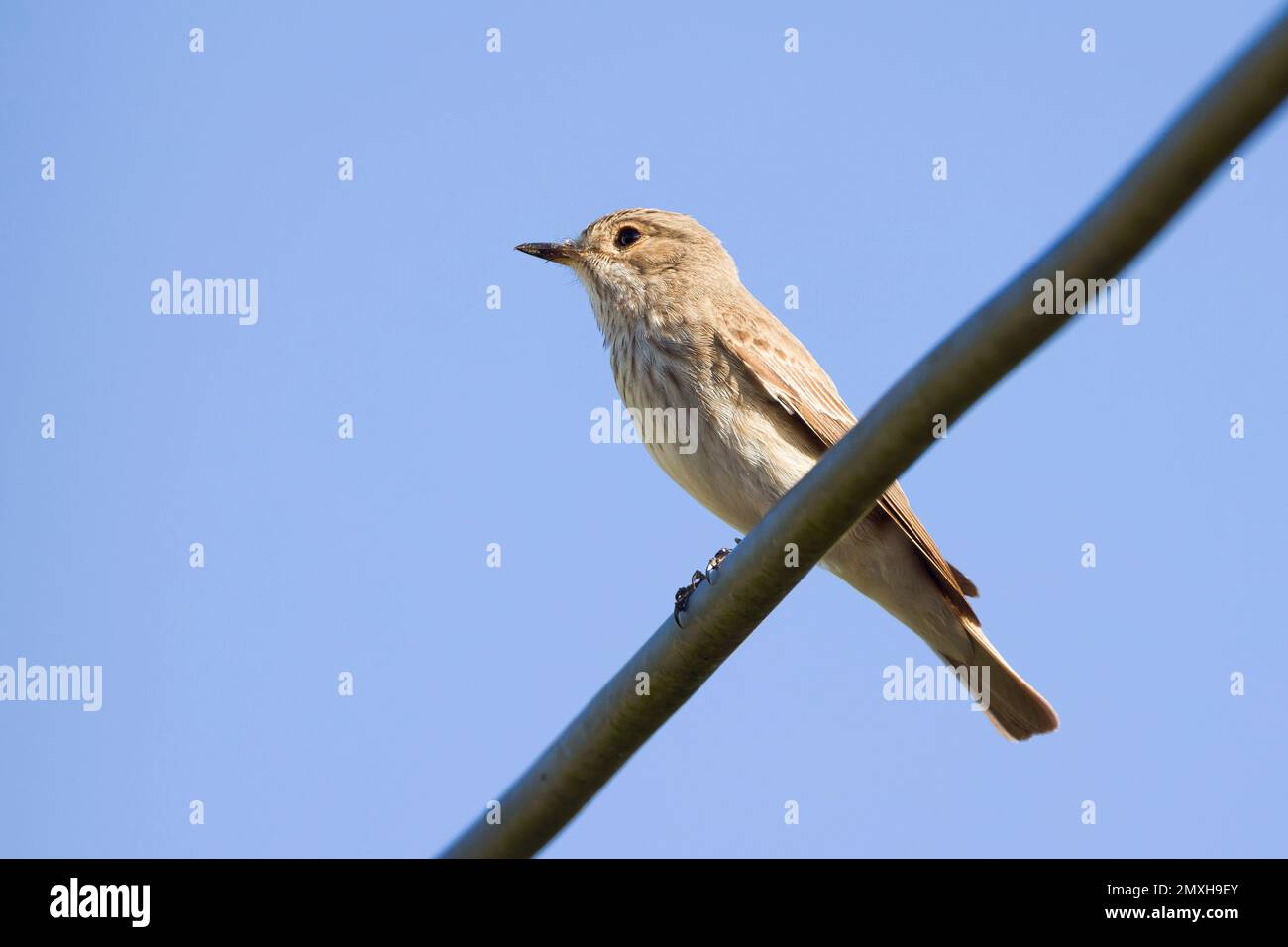 Spotted flycatcher (Muscicapa striata) adult bird perched overhead on a ...